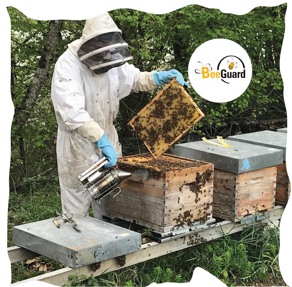 SWING.BIO connecte ses ruches avec Beeguard ! - SWING.BIO