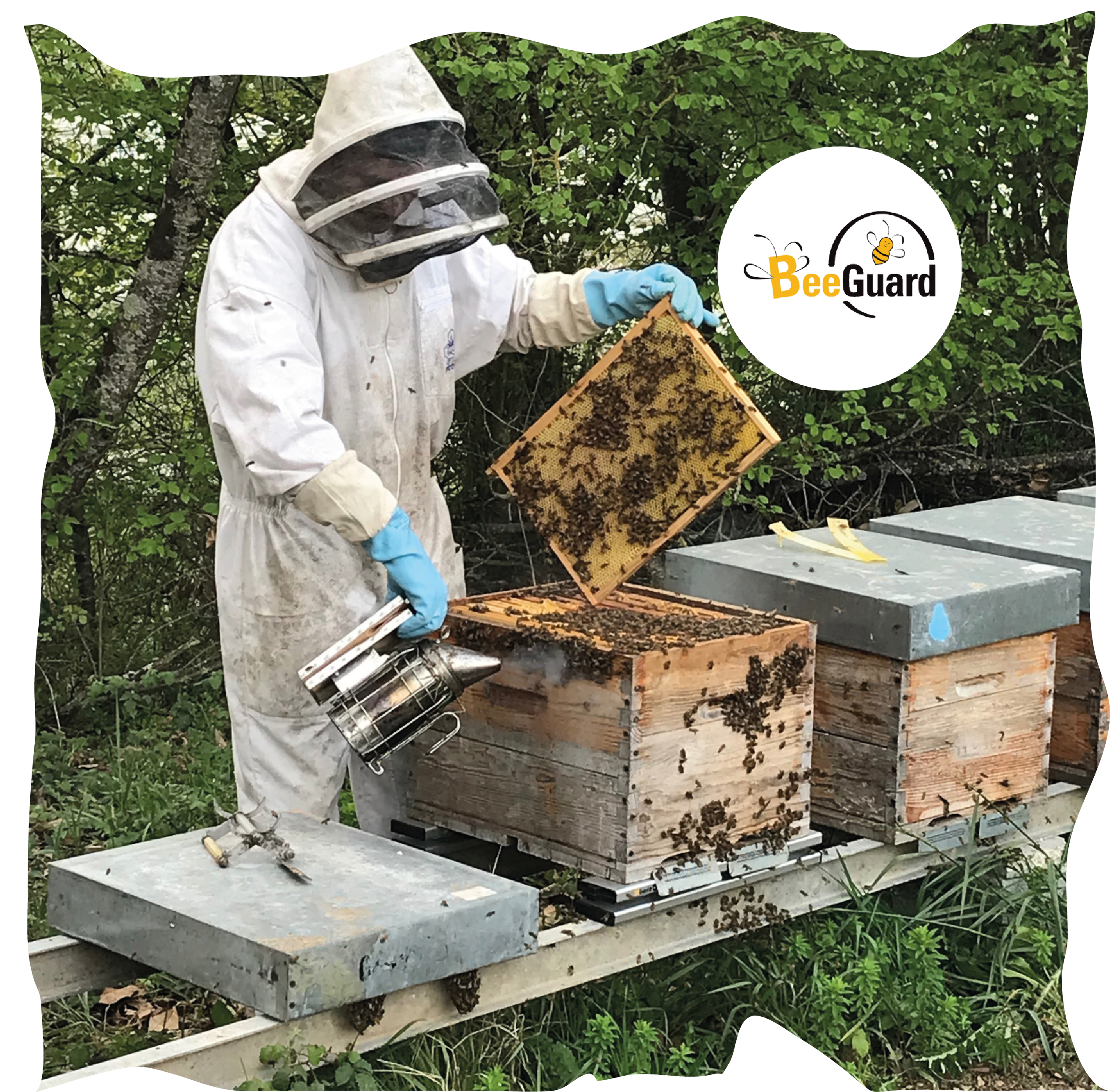 SWING.BIO connecte ses ruches avec Beeguard ! – SWING.BIO
